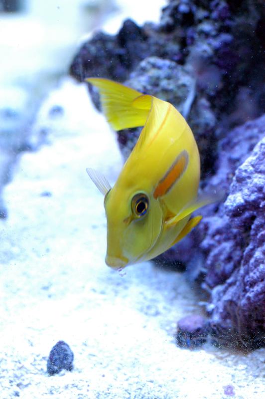 Orange Shoulder - Fish - Austin Reef Club