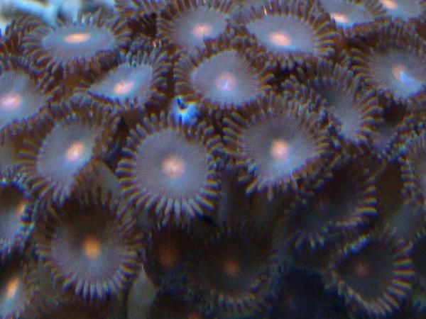 polyps - Corals - Austin Reef Club