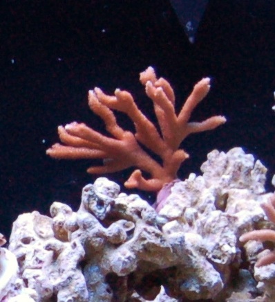 Red digi - Corals - Austin Reef Club