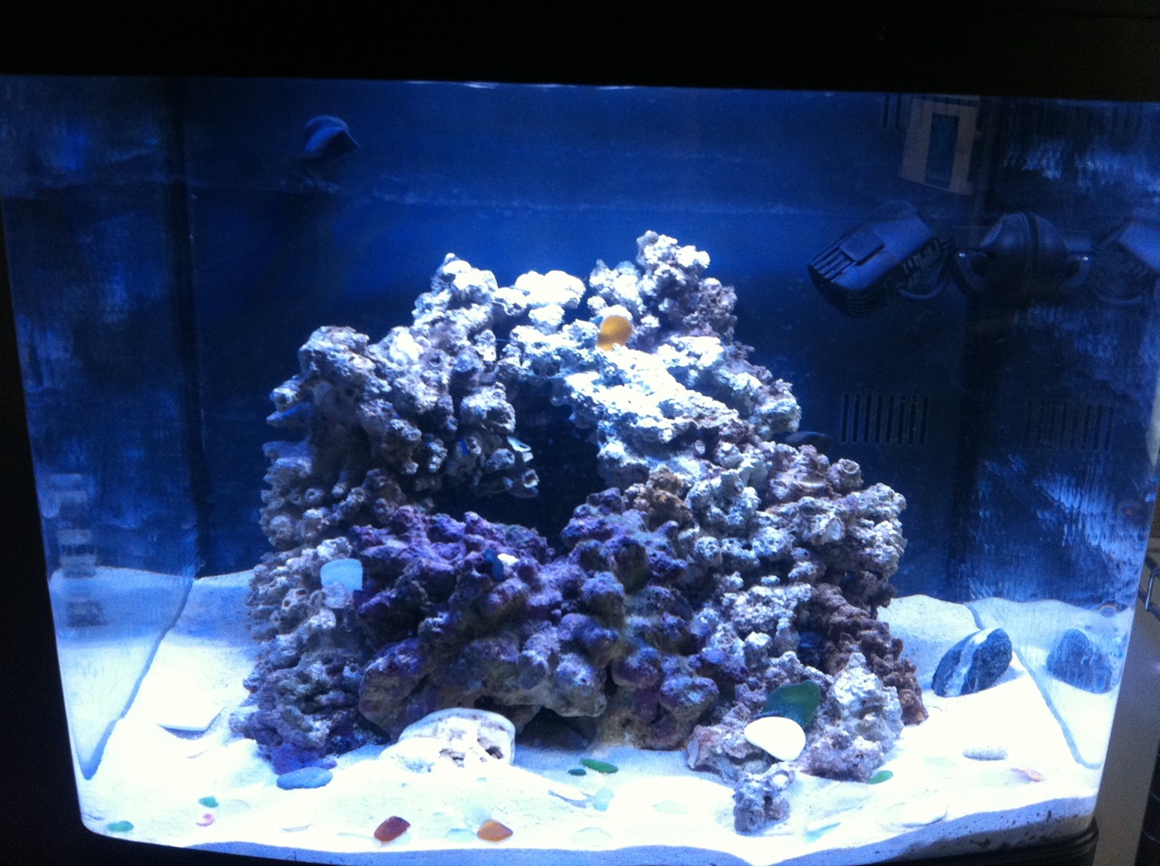 29g Biocube - Austin Reef Club