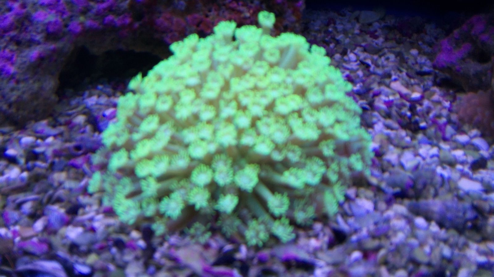 Green Goniopora - Members Gallery - Austin Reef Club