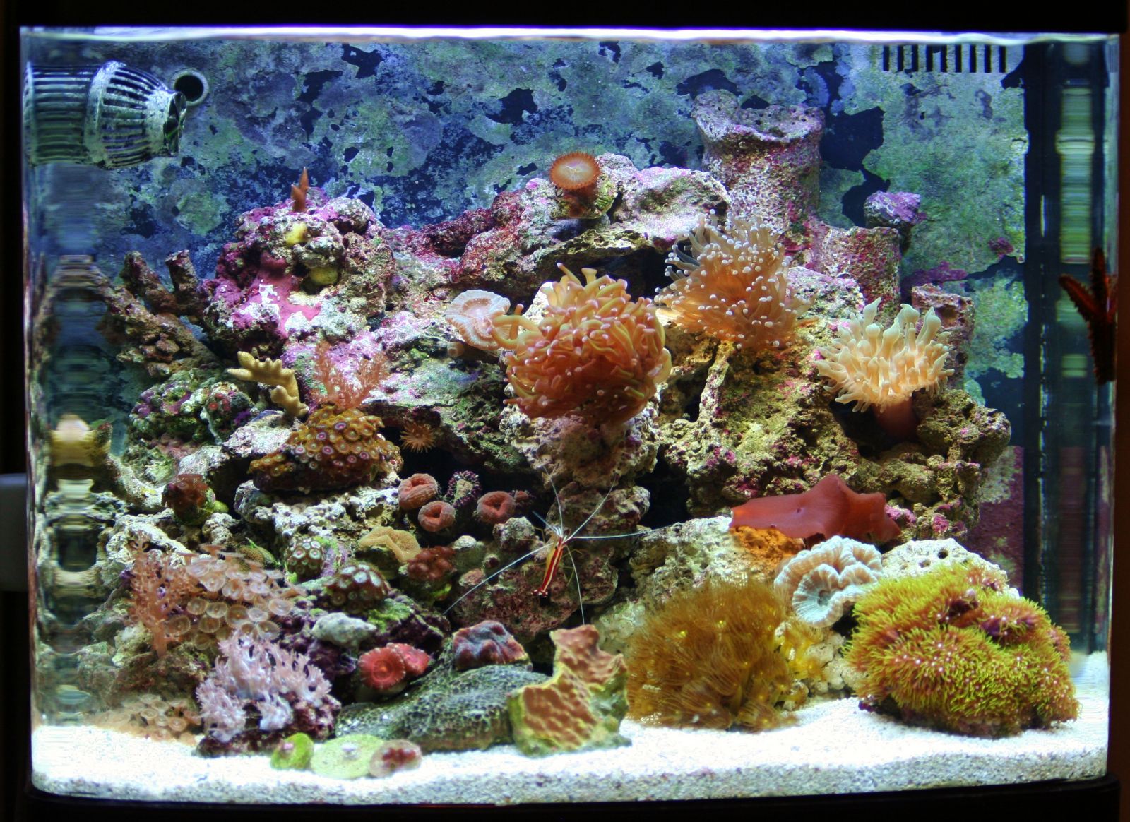 My 29g Biocube - Members Gallery - Austin Reef Club