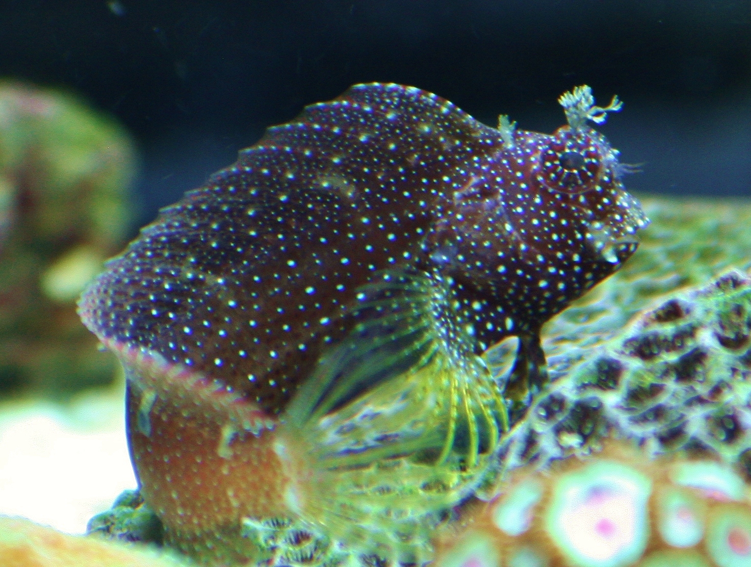 Grandpa, the starry blenny - Members Gallery - Austin Reef Club