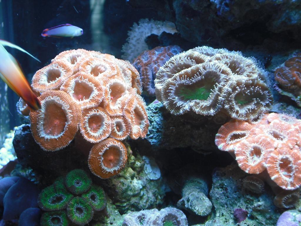 Acan Field - Austin Reef Club