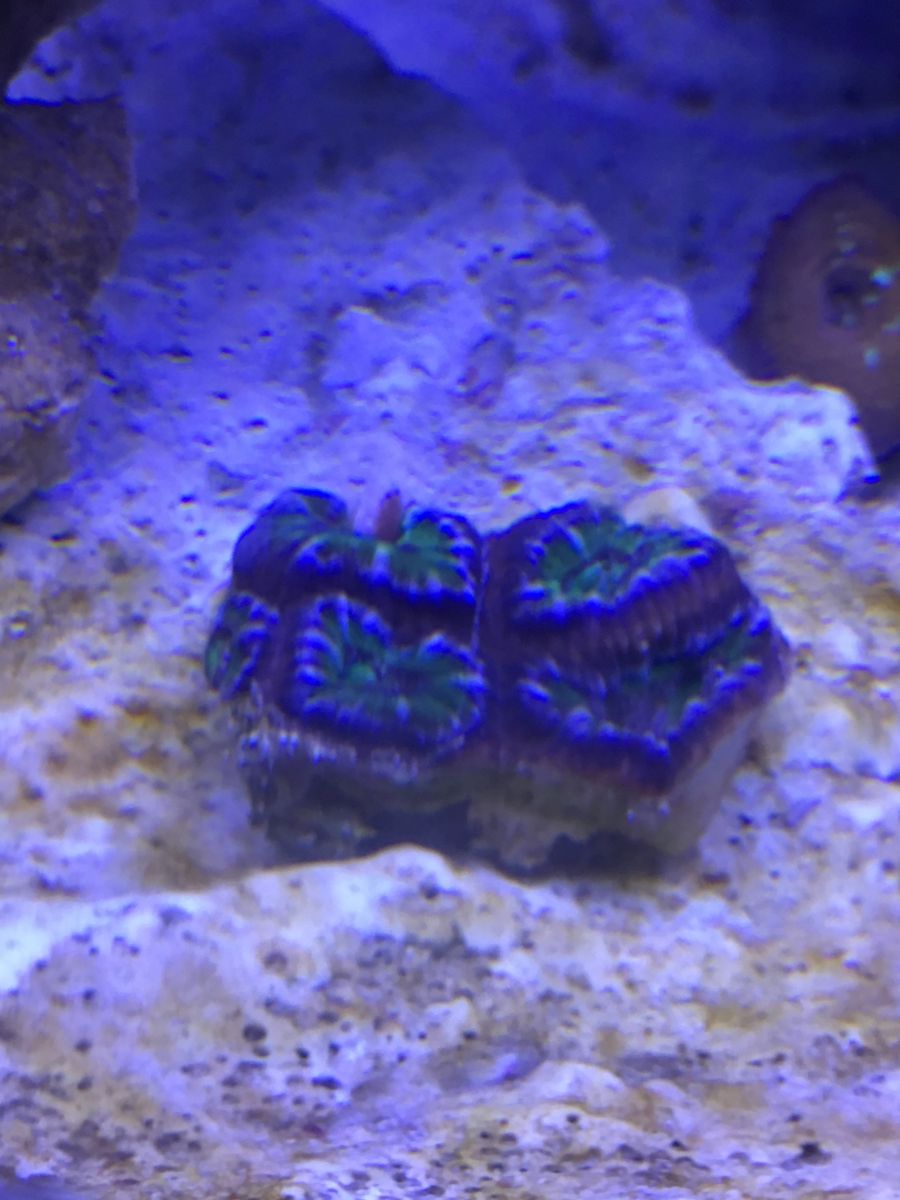 Australian Ultra Acan - Members Gallery - Austin Reef Club