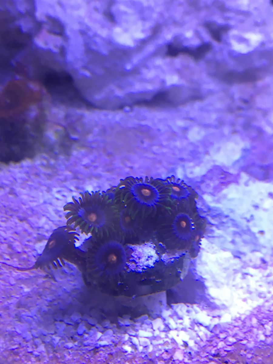 Blow Pop Zoa - Members Gallery - Austin Reef Club
