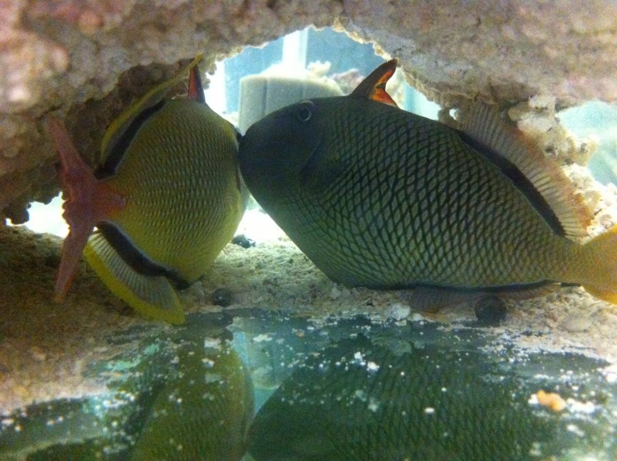 Crosshatch triggerfish with fin rot - Reef Keeping - Austin Reef Club