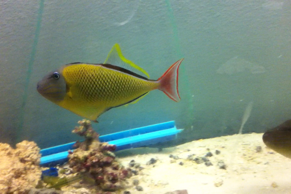 Crosshatch triggerfish with fin rot - Reef Keeping - Austin Reef Club
