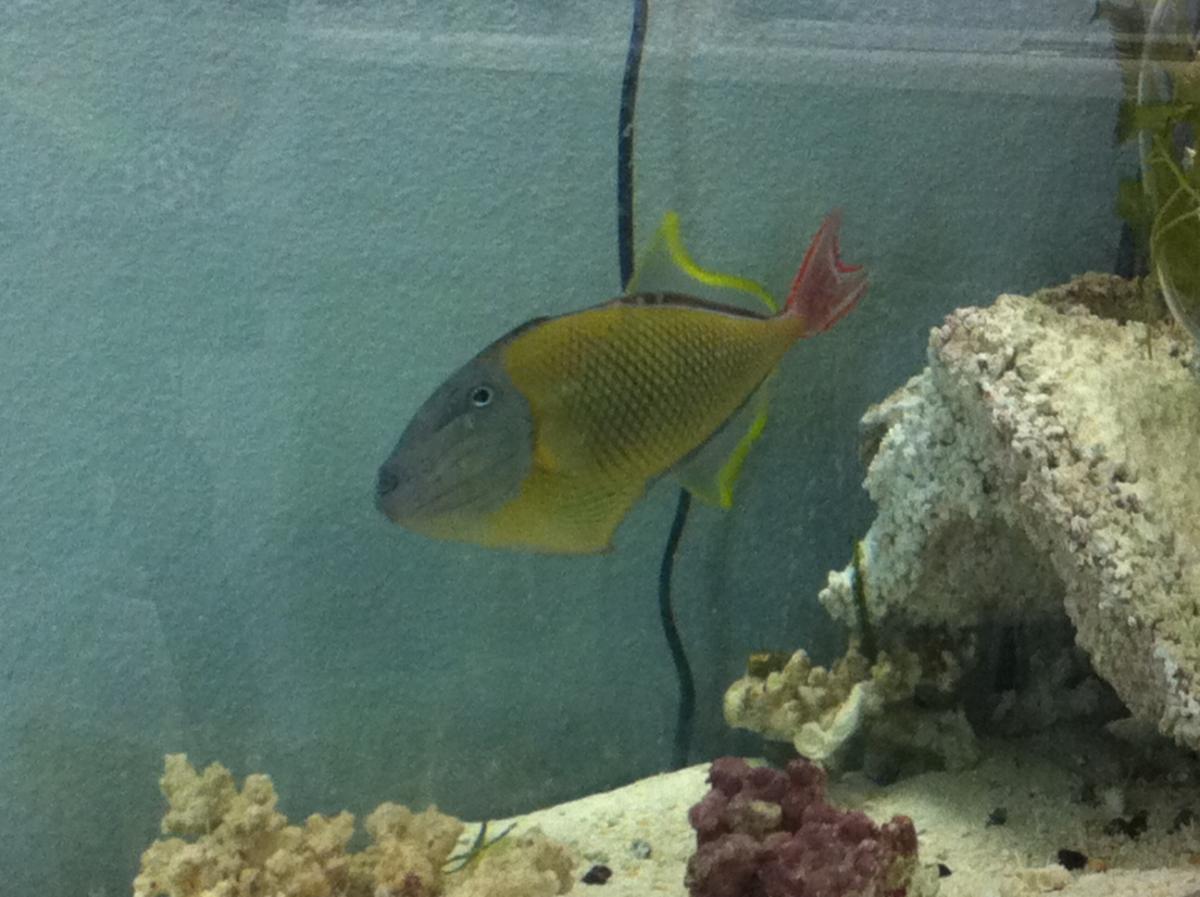 Crosshatch triggerfish with fin rot - Reef Keeping - Austin Reef Club