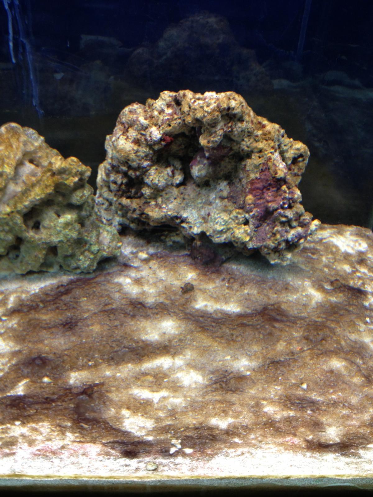 Black algae mold - Emergency Discussion - Austin Reef Club