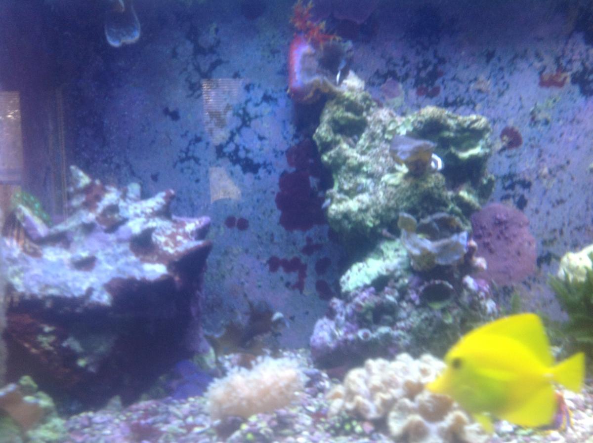 75G Jaubert Plenum on top with 30G Mud/Macro filter on bottom - Tank ...