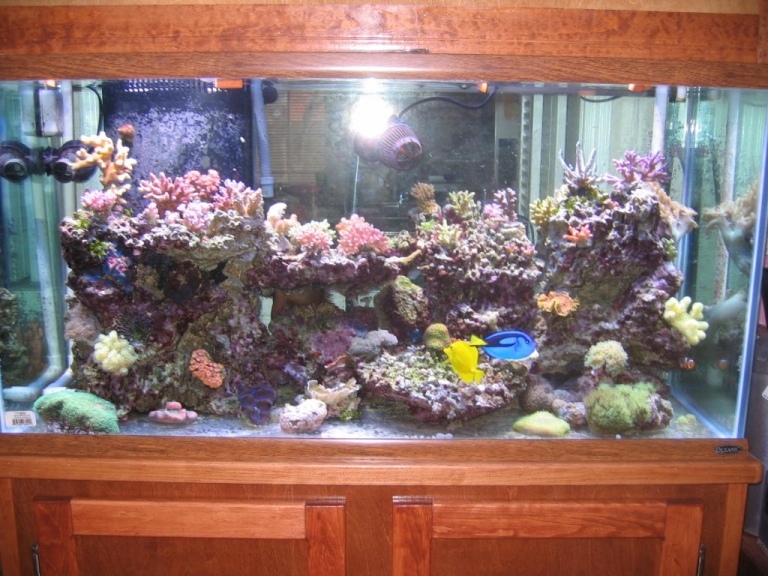 Oceanic 90G Reef Ready w/ stand. $200 - Hardware - Austin Reef Club