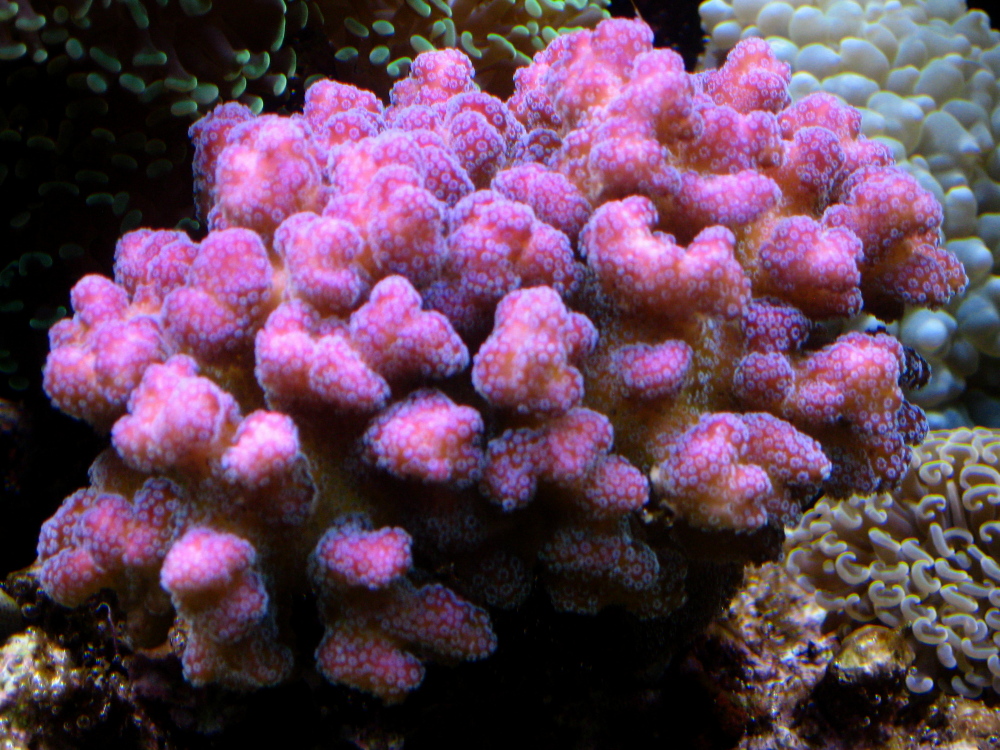 Coolest CORAL you have/had.. - Reef Keeping - Austin Reef Club