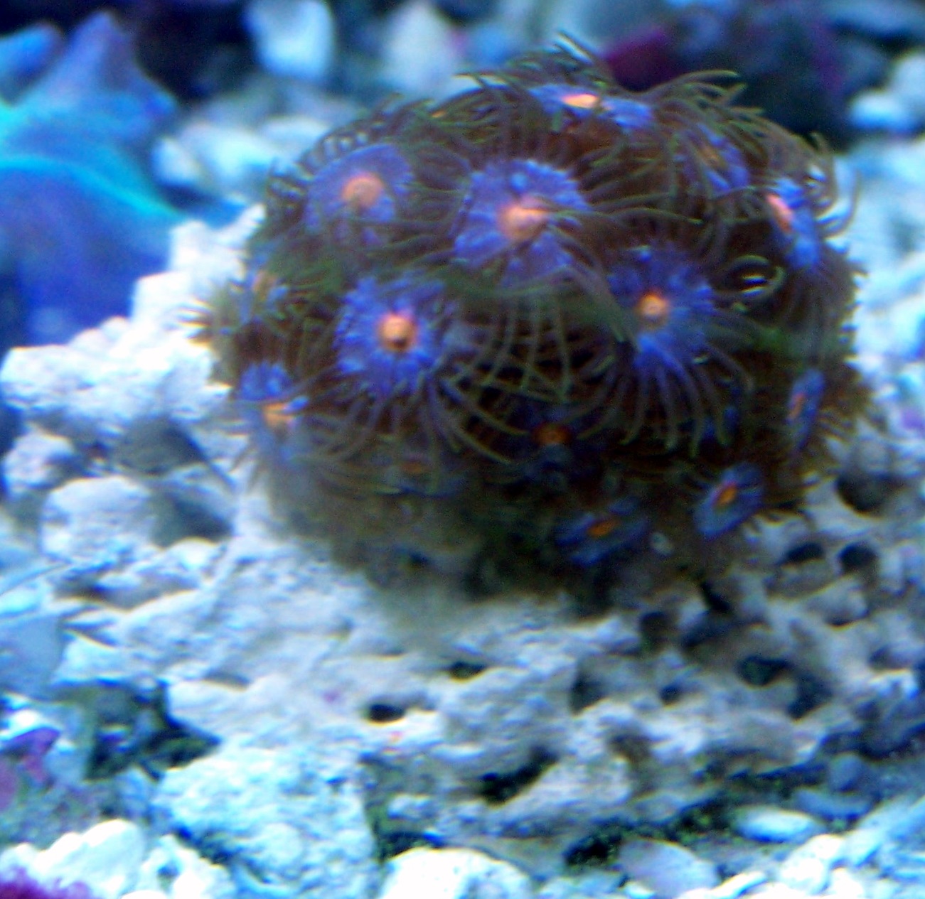 Blow Pop Zoas 20 Heads 25$ - Livestock - Austin Reef Club
