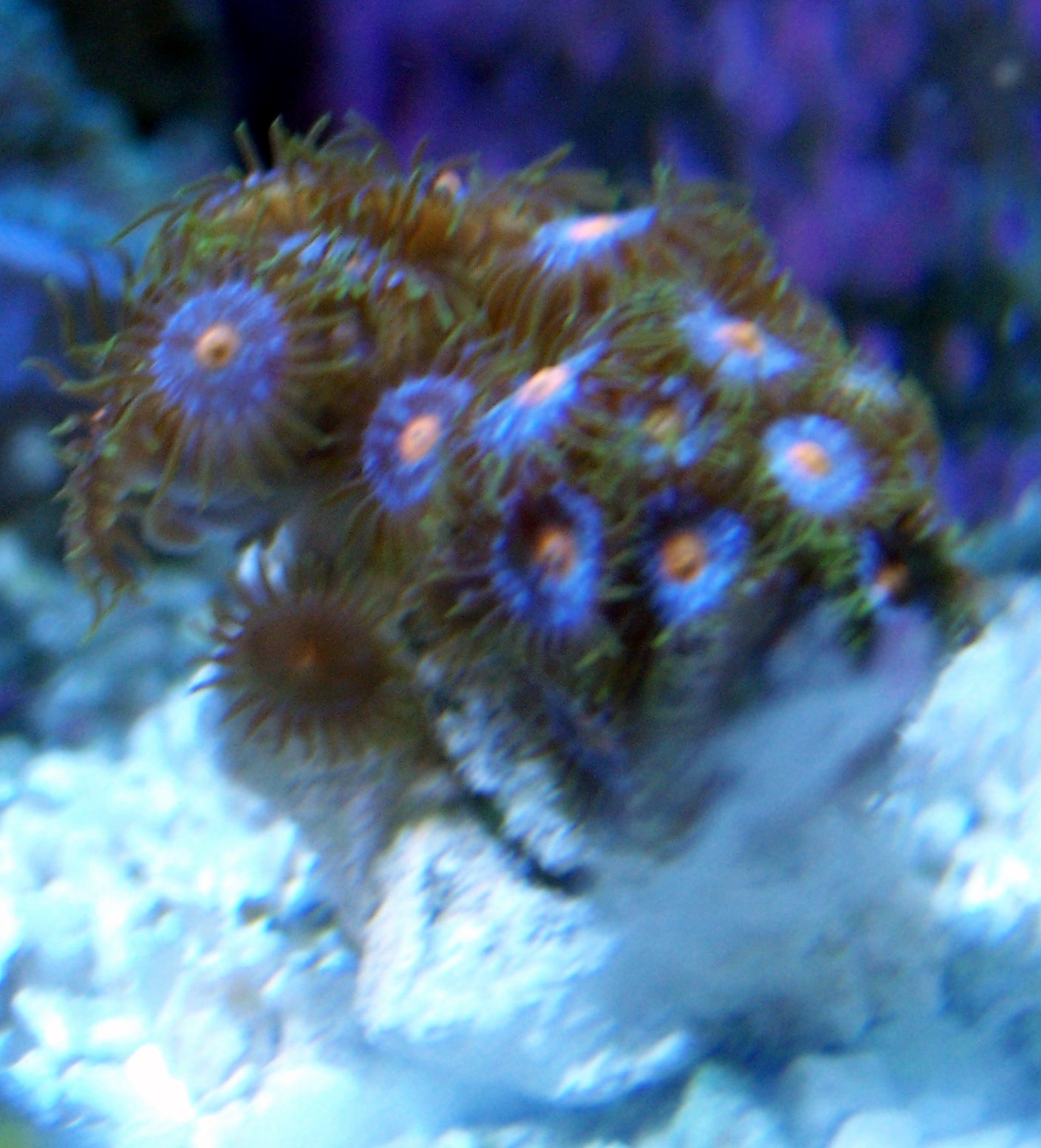 Blow Pop Zoas 20 Heads 25$ - Livestock - Austin Reef Club