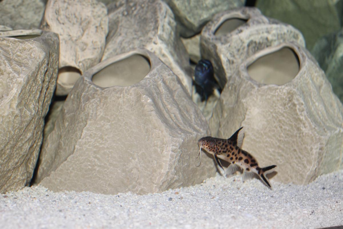 Synodontis multipunctatus group for sale - FW Livestock - Austin Reef Club