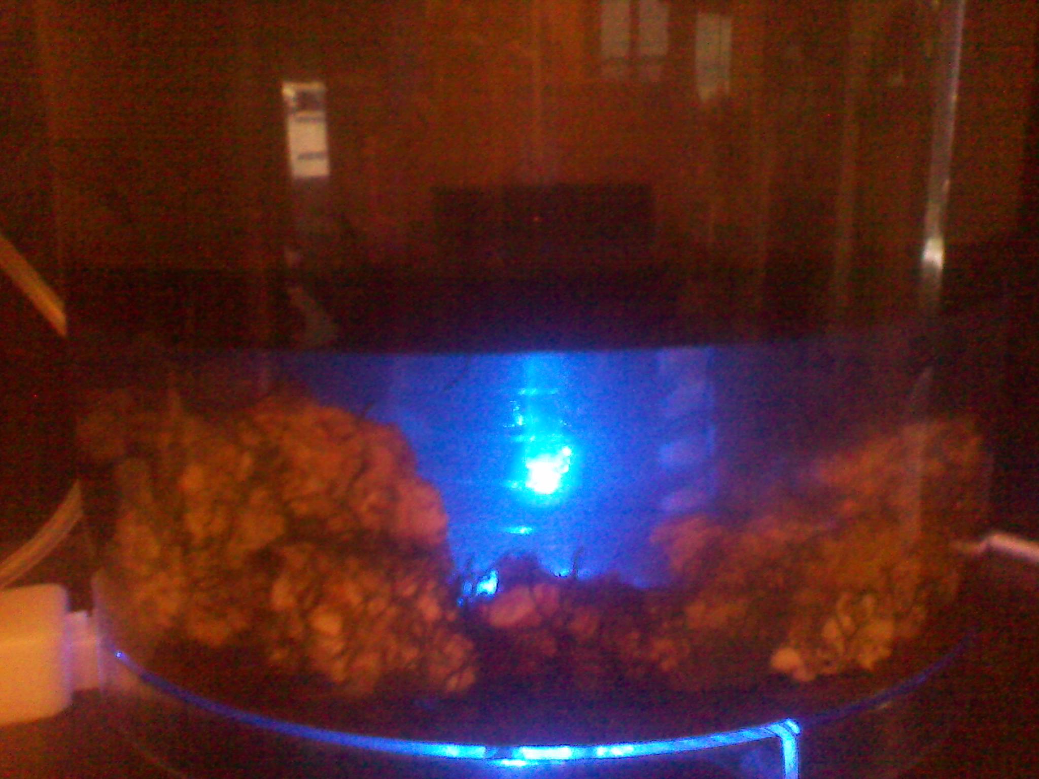 Copepod reactor - Reef Keeping - Austin Reef Club