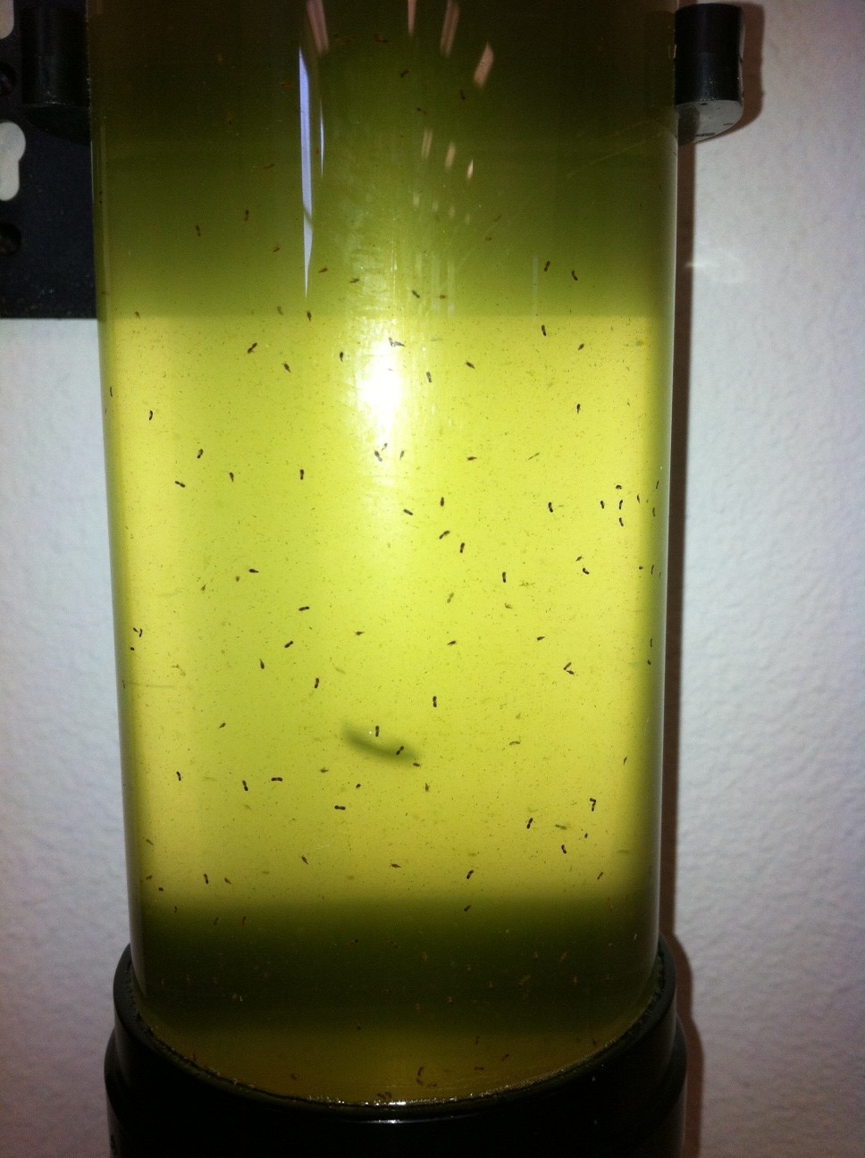 Copepod reactor - Reef Keeping - Austin Reef Club