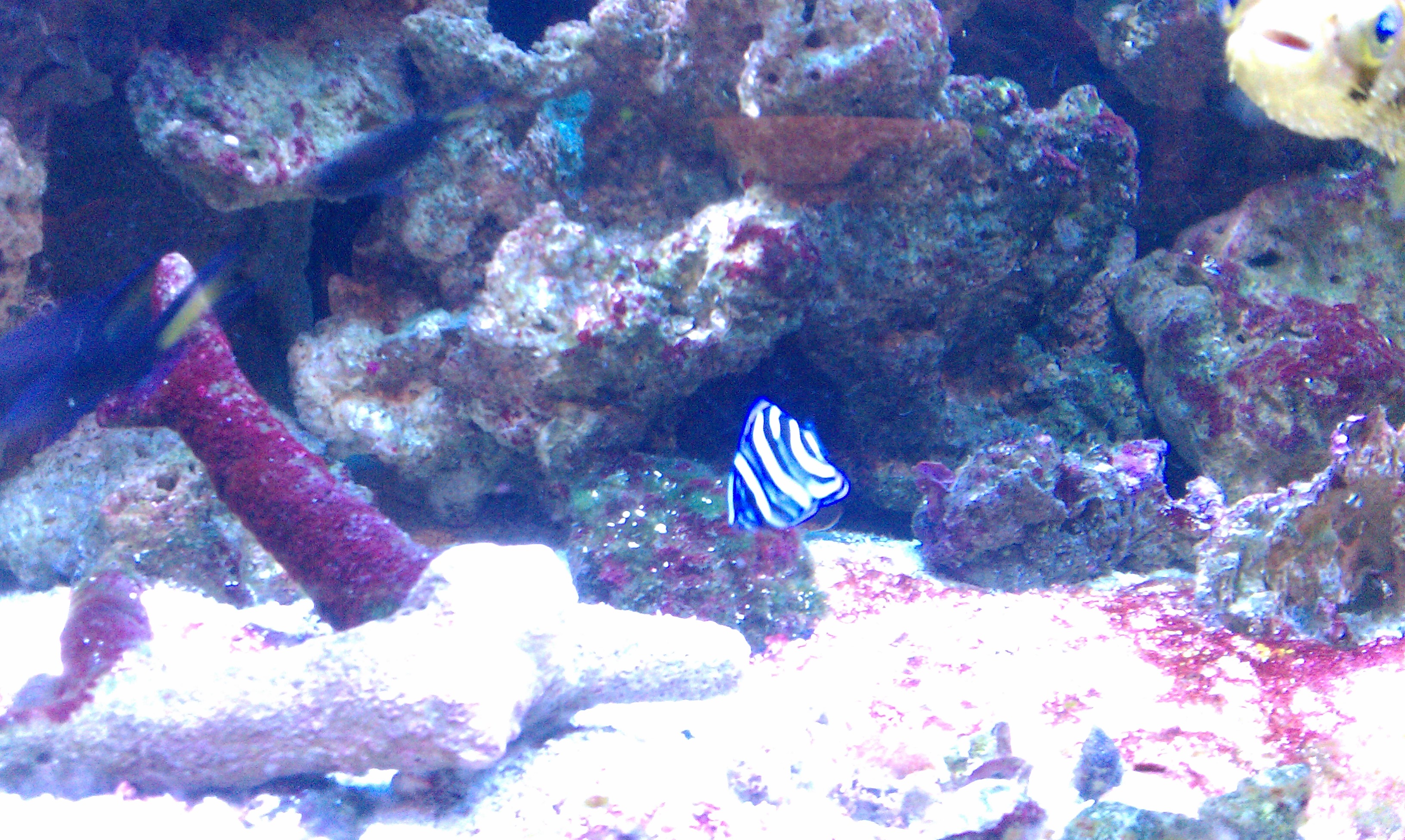 110 Gallon Oceanic Reef Ready Aquarium - Complete Systems - Austin Reef ...