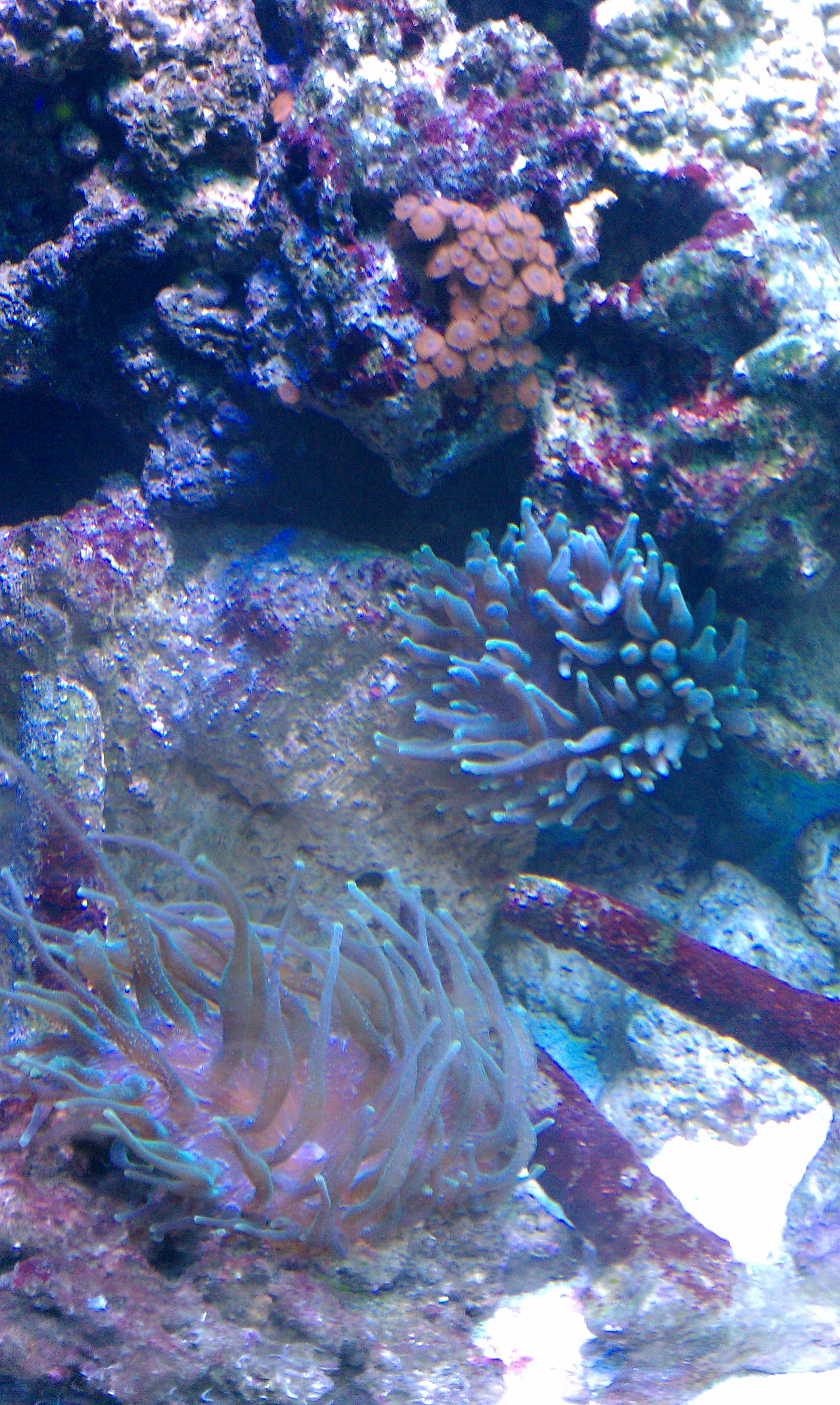 110 Gallon Oceanic Reef Ready Aquarium - Complete Systems - Austin Reef ...