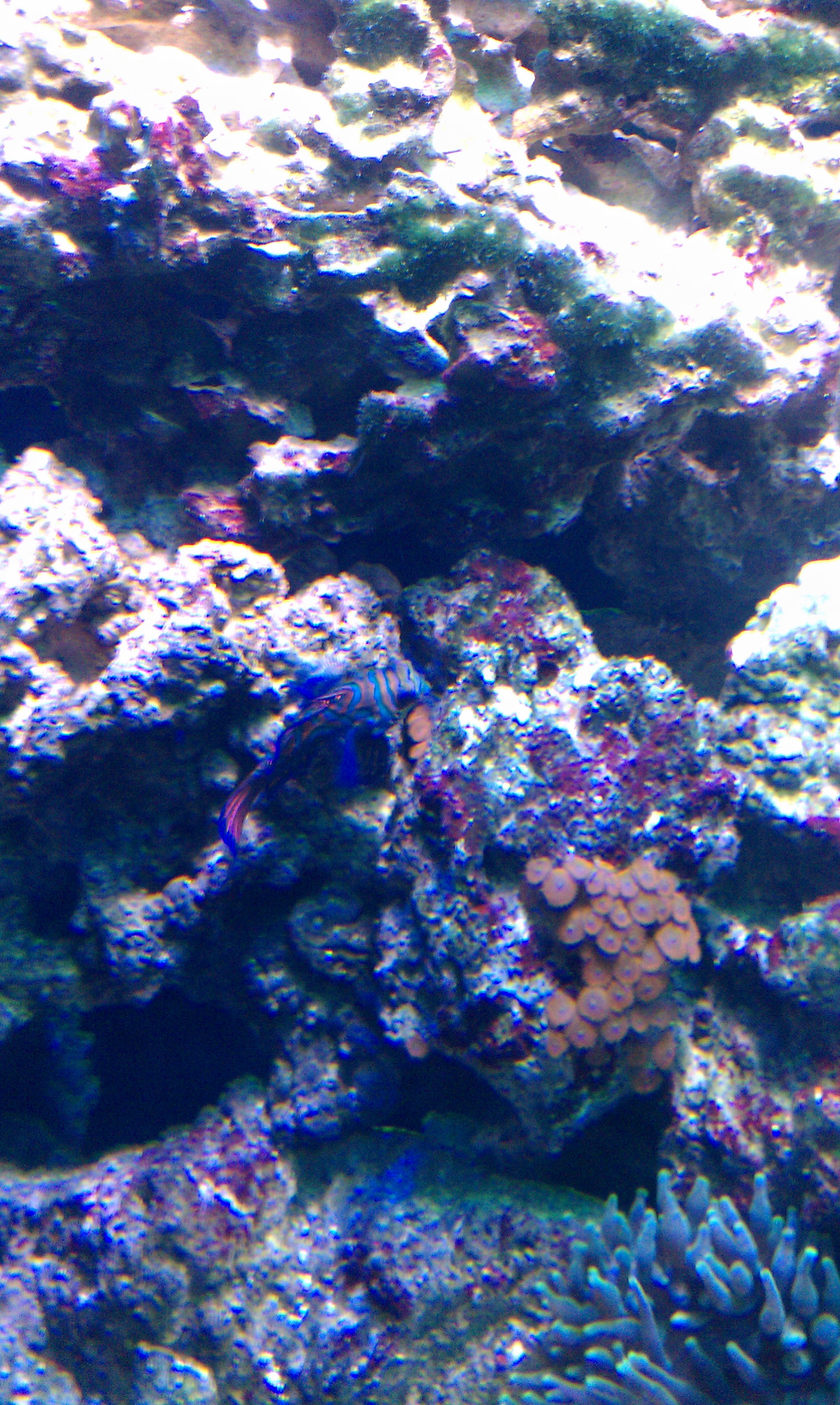 110 Gallon Oceanic Reef Ready Aquarium - Complete Systems - Austin Reef ...