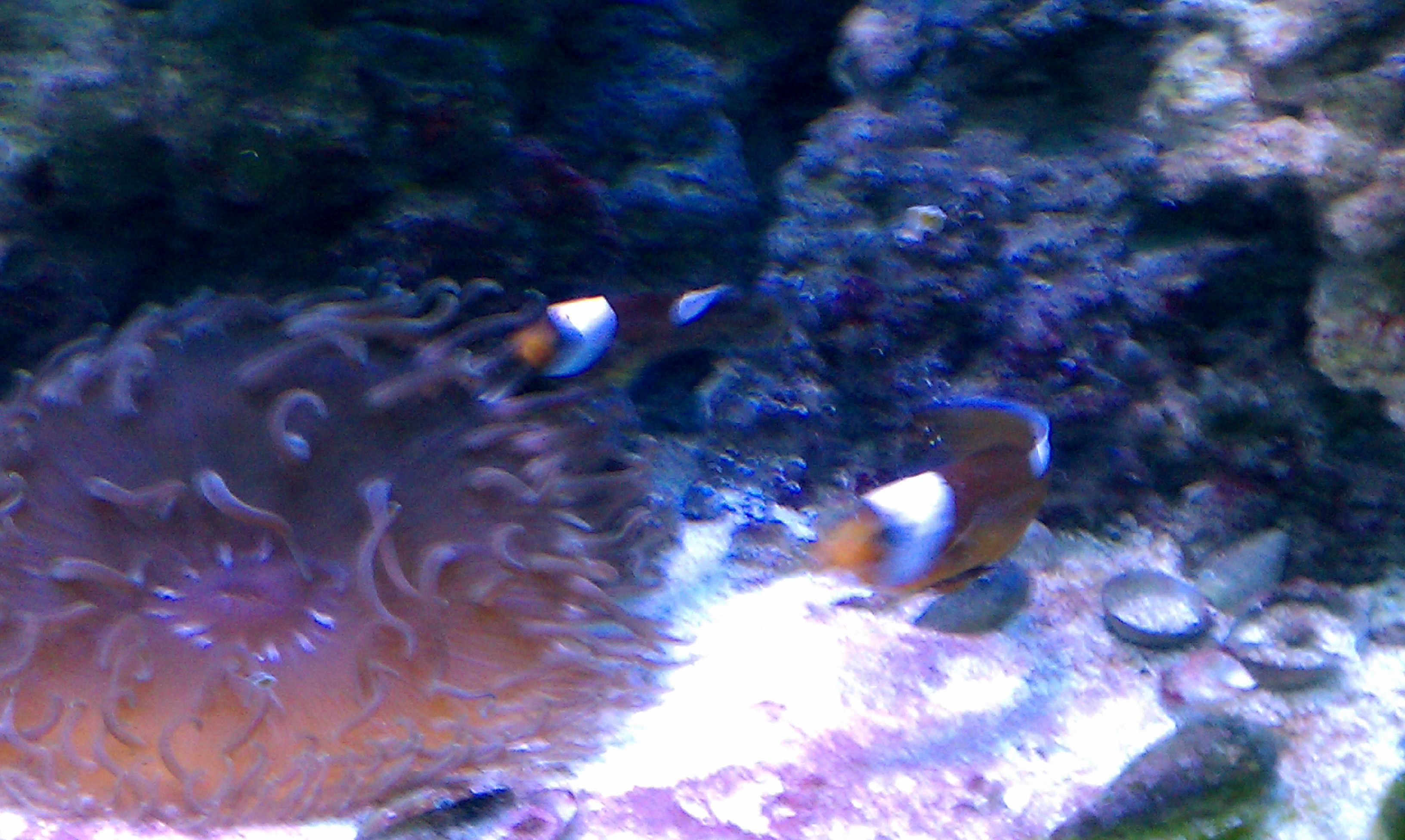 110 Gallon Oceanic Reef Ready Aquarium - Complete Systems - Austin Reef ...