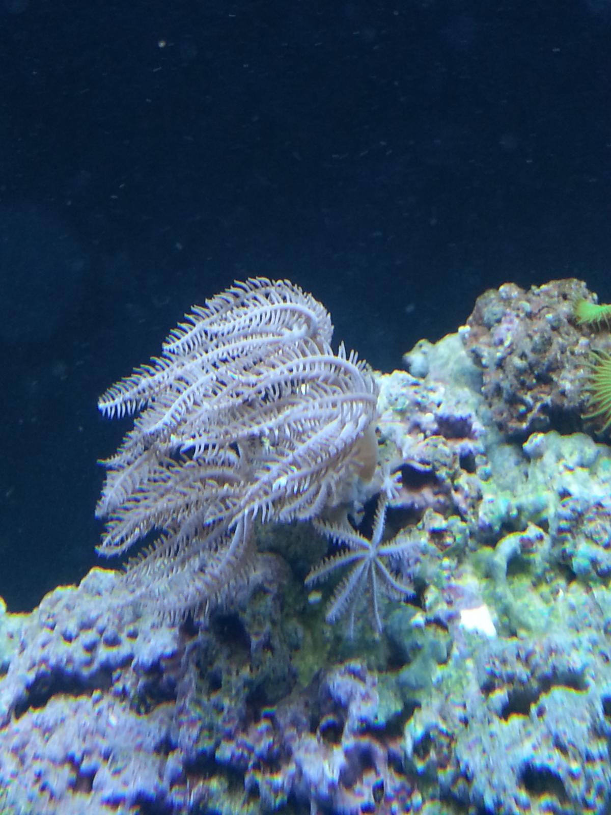 Help with Coral Rot/Fungus/Mold - Emergency Discussion - Austin Reef Club