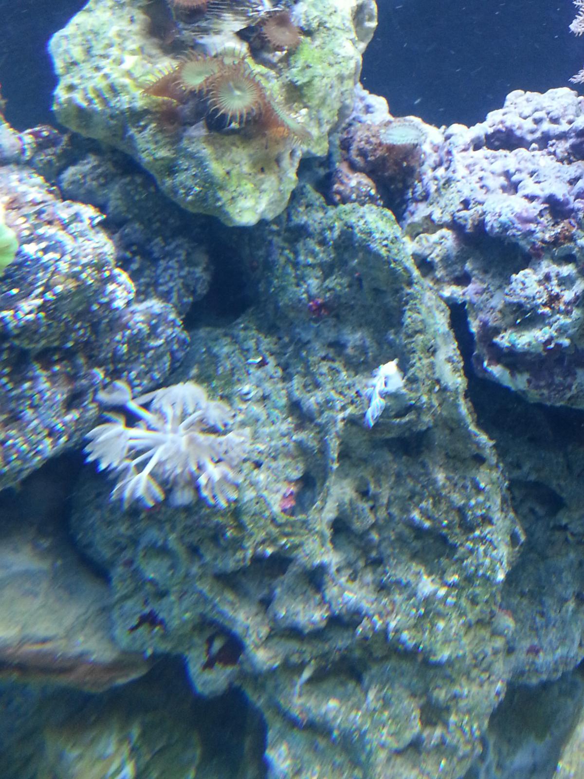 Help with Coral Rot/Fungus/Mold - Emergency Discussion - Austin Reef Club