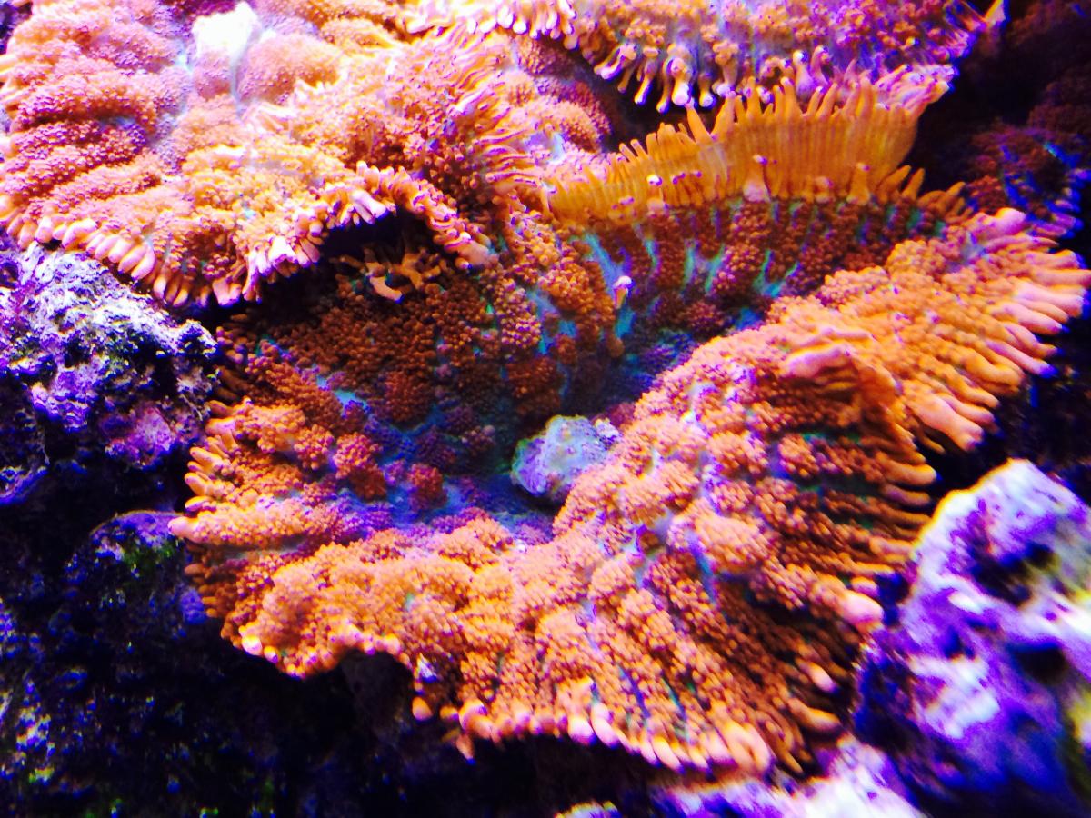 Superman Rhodactis - Livestock - Austin Reef Club