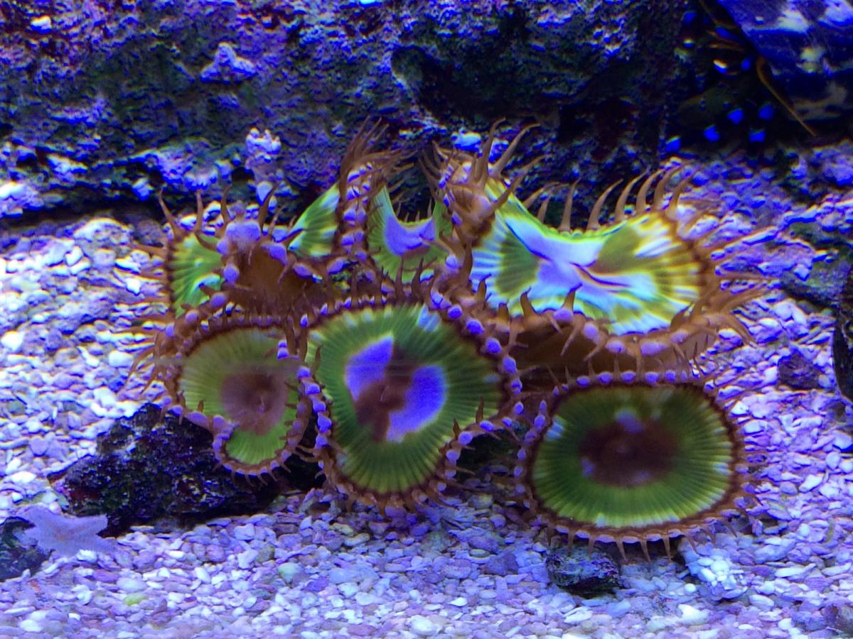 Green Grande Paly - Livestock - Austin Reef Club