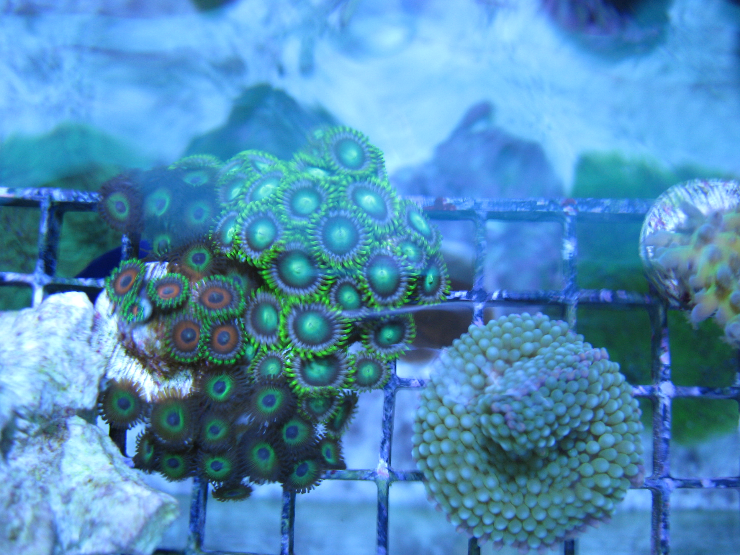 radioactive dragon eyes and watermelon zoas - Livestock - Austin Reef Club