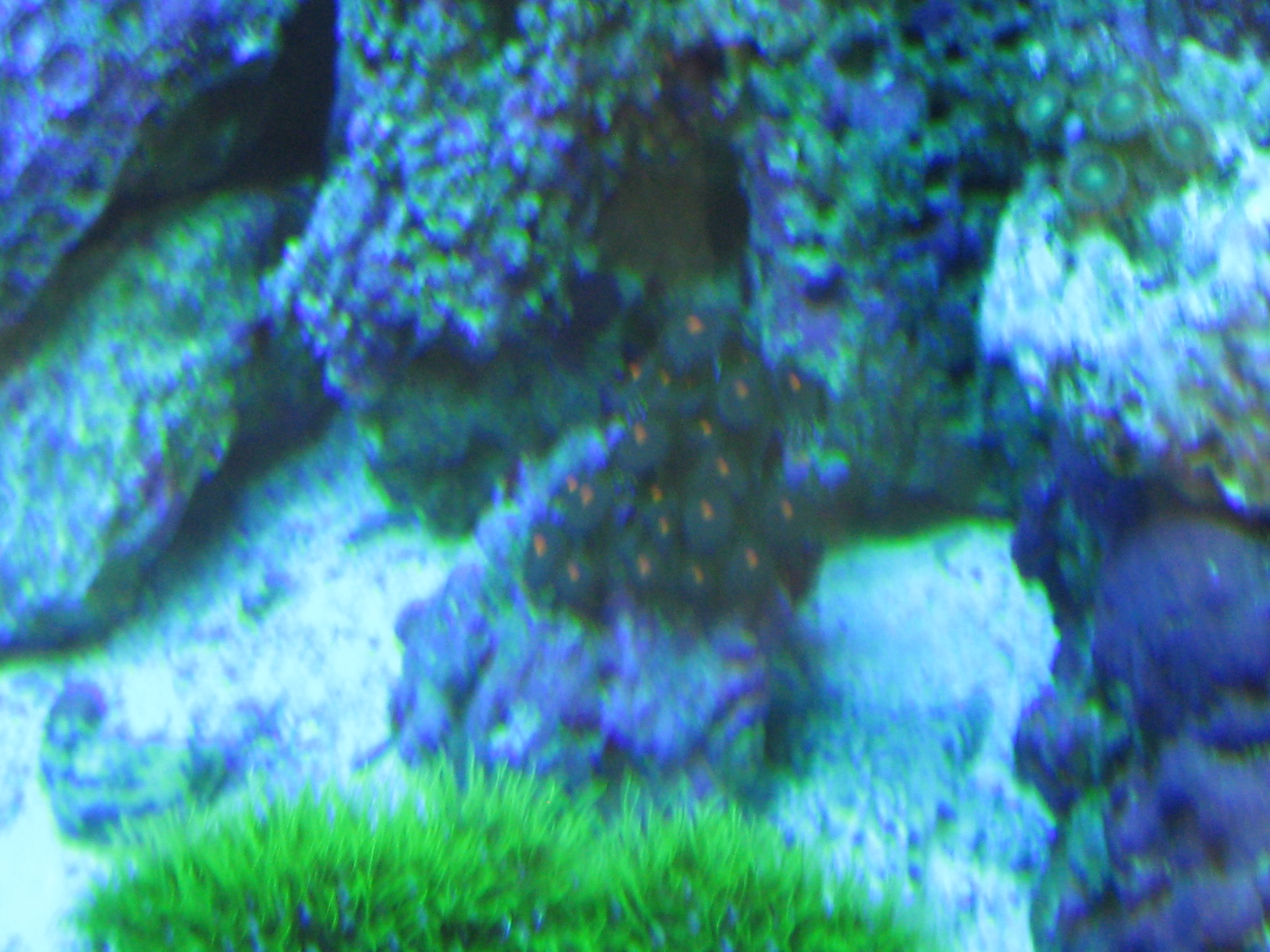 radioactive dragon eyes and watermelon zoas - Livestock - Austin Reef Club