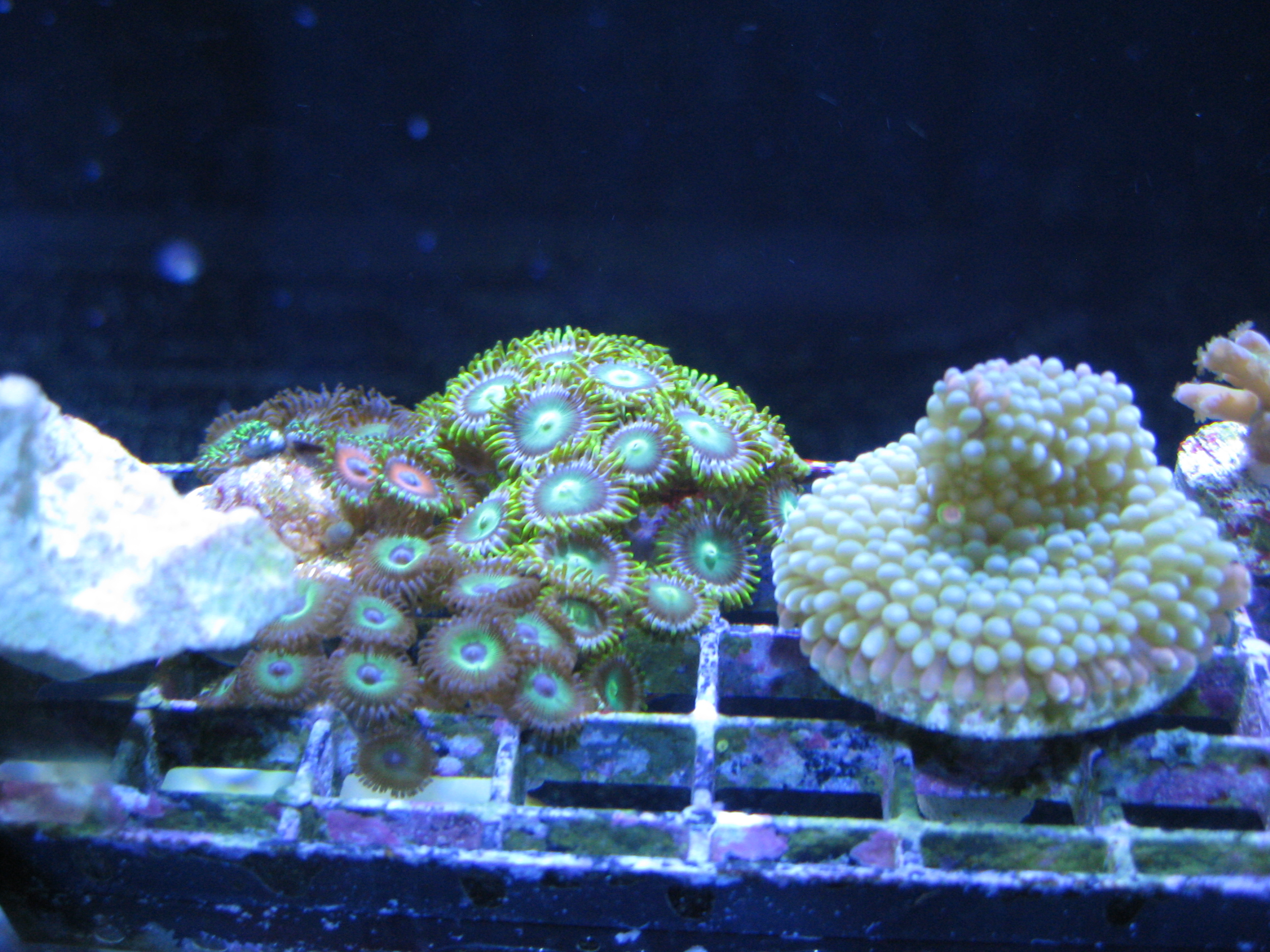 radioactive dragon eyes and watermelon zoas - Livestock - Austin Reef Club