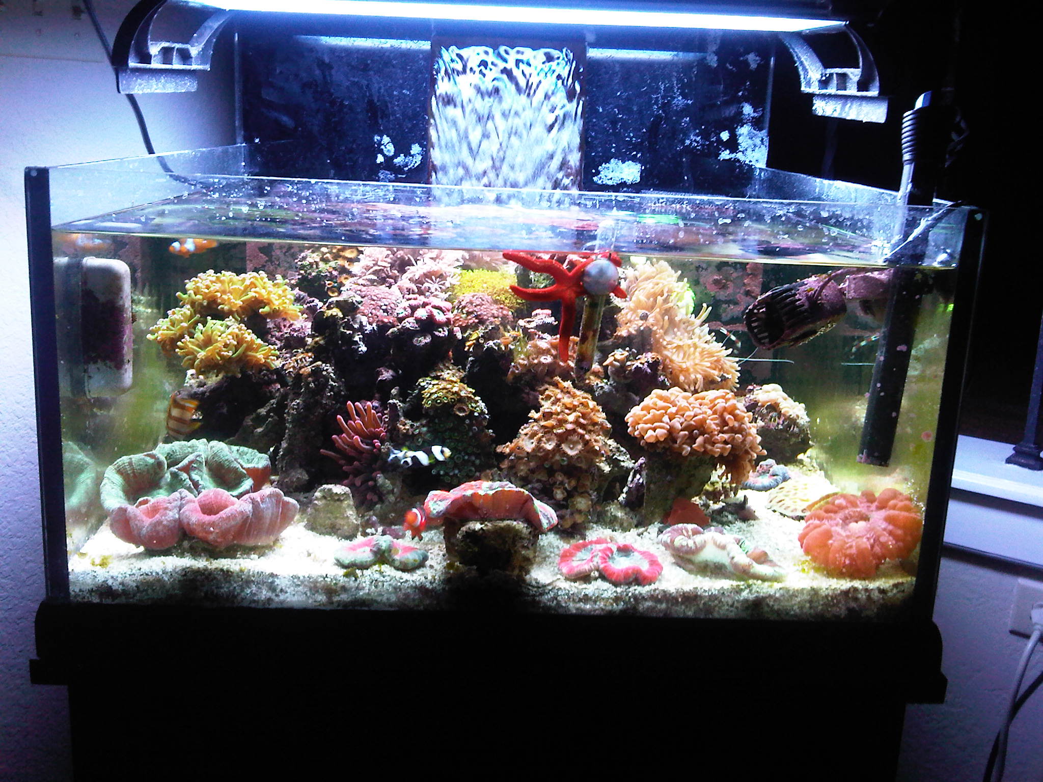 34 Gallon Neo Nano Waterfall Tank w/ T5 High Output Light - $250 ...