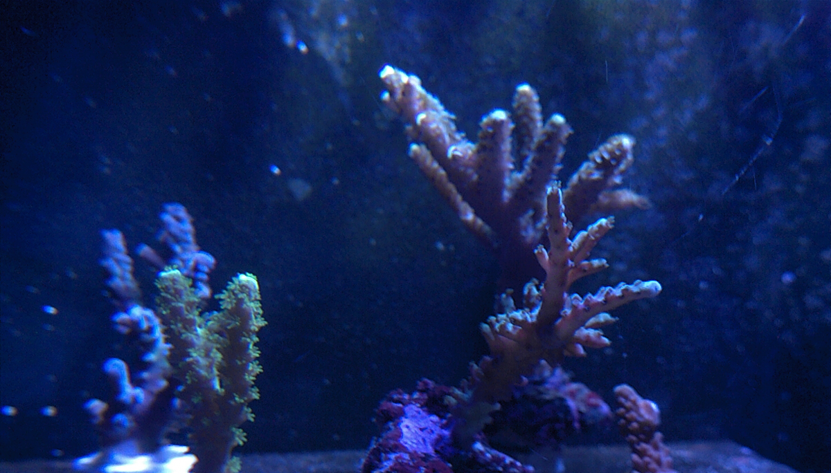My 10 gallon DIY AIO frag tank - Tank Builds - Austin Reef Club