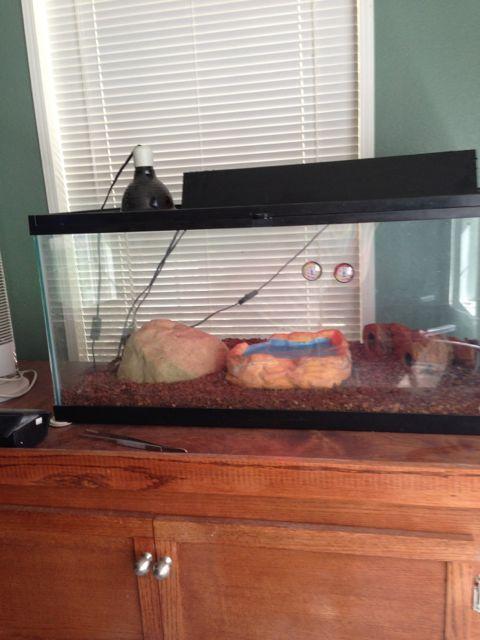 Ball Python, Extra Reptile Cage SOLD - Non-Reef Related Buy/Sell ...