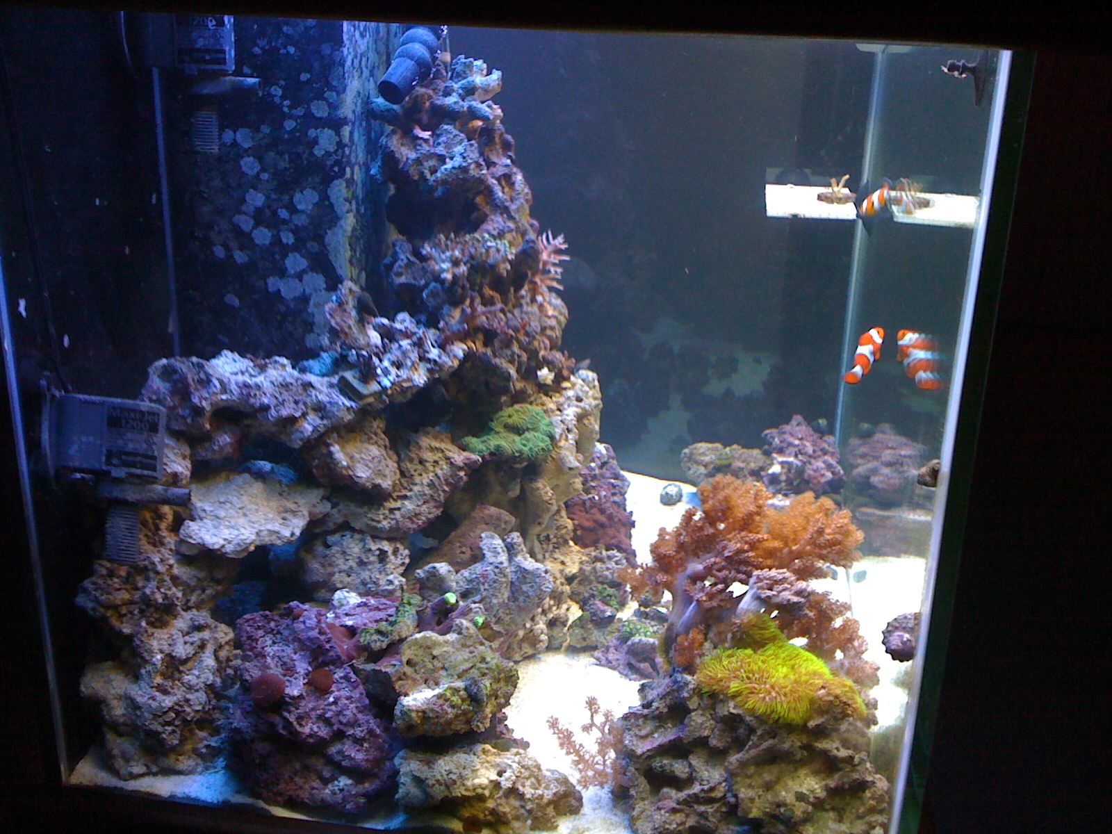 Live Rock Aquascaping - Page 2 - Reef Keeping - Austin Reef Club