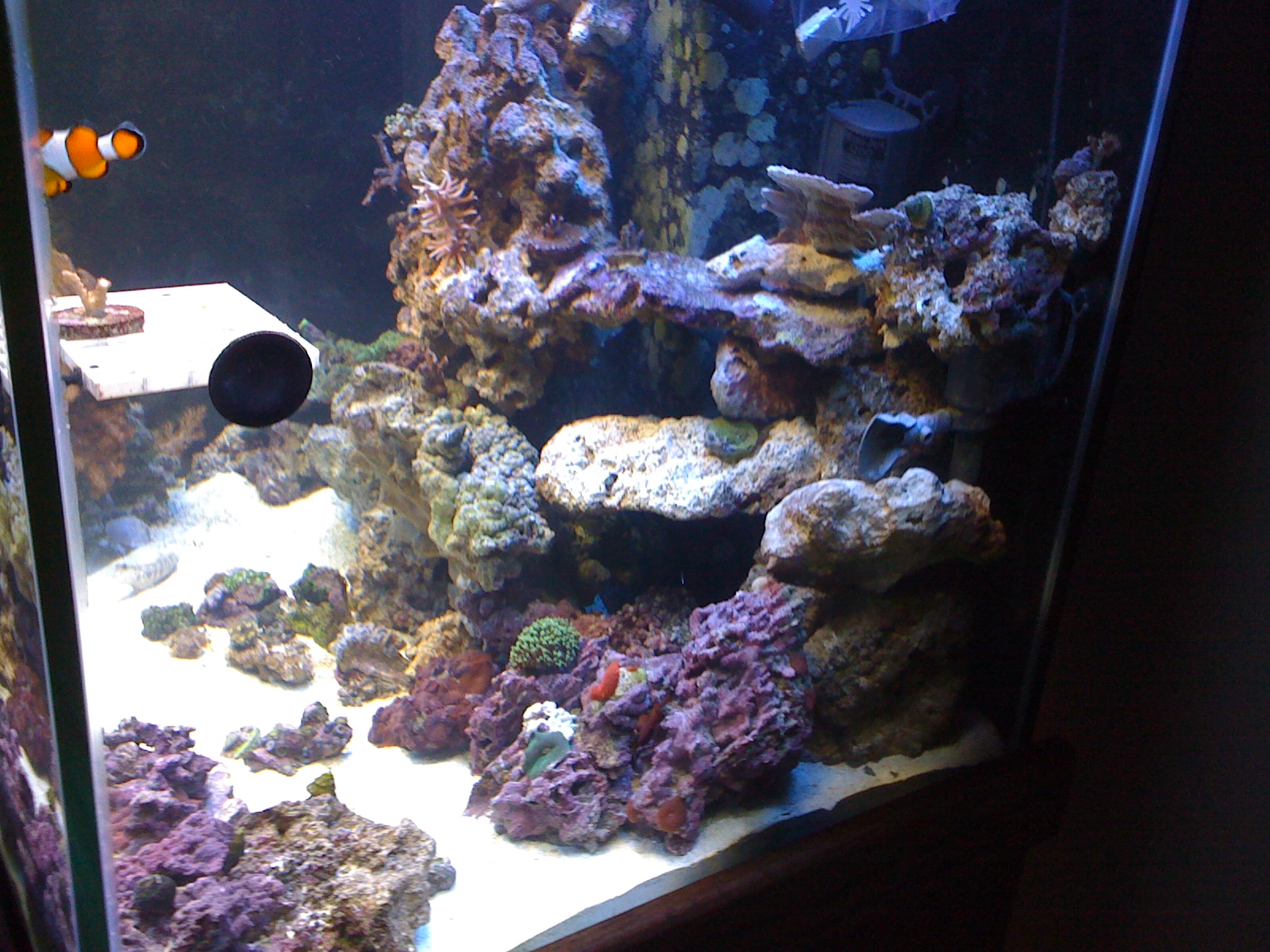 Live Rock Aquascaping - Page 2 - Reef Keeping - Austin Reef Club