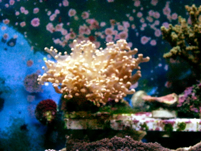 Orange Frogspawn - Reef Keeping - Austin Reef Club