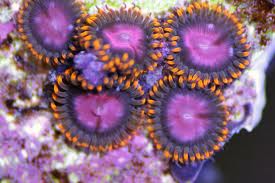 KH Sunburst Zoanthid - Livestock - Austin Reef Club