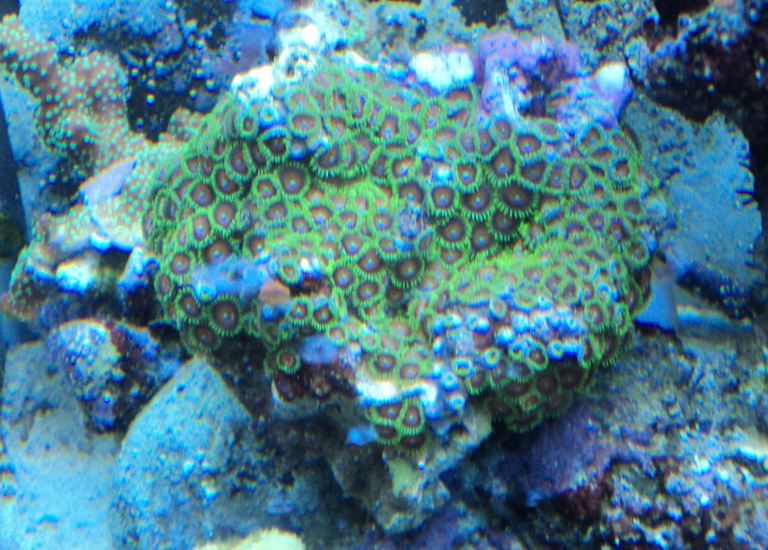 Watermelon Zoas on live rock the size of a softball - SOLD - Livestock ...