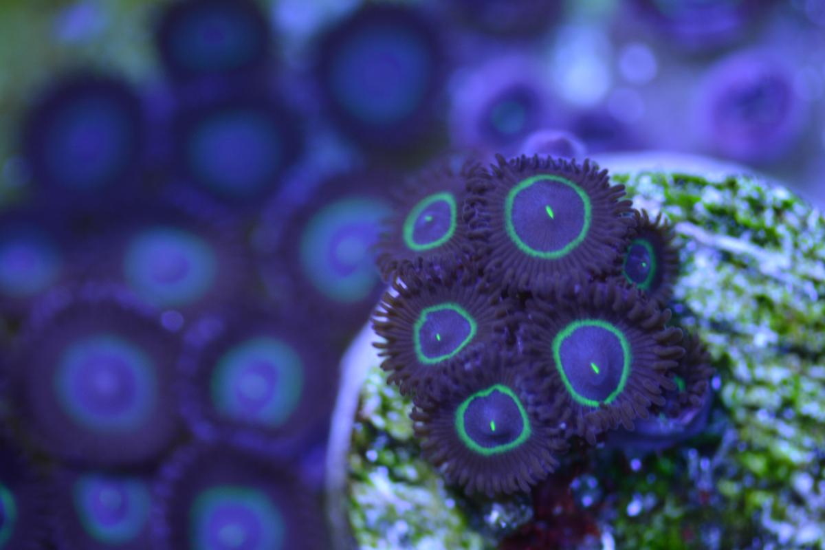 Nice Zoas, Purple tip Frogspawn & Duncan -SOLD - Livestock - Austin ...