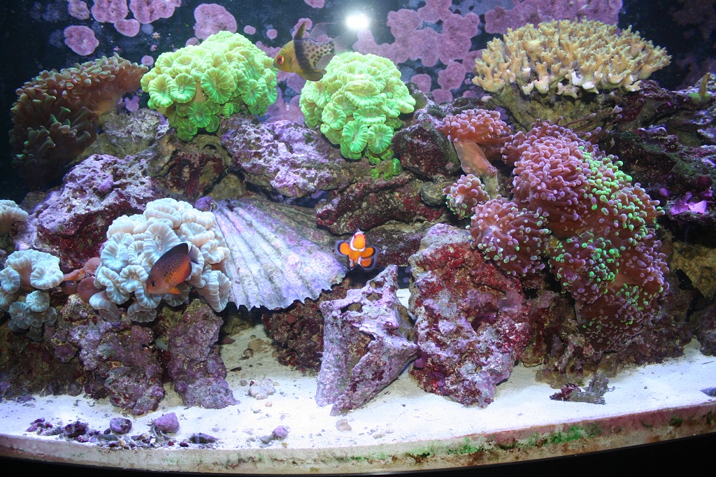 72G oceanic bowfront complete reef setup with livestock - Complete ...