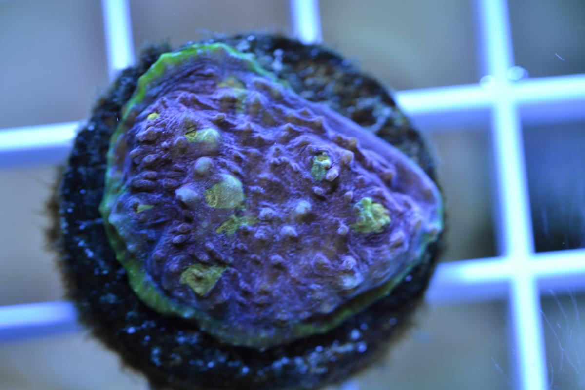 Grape Watermelon Chalice, Red Acan & More - Livestock - Austin Reef Club