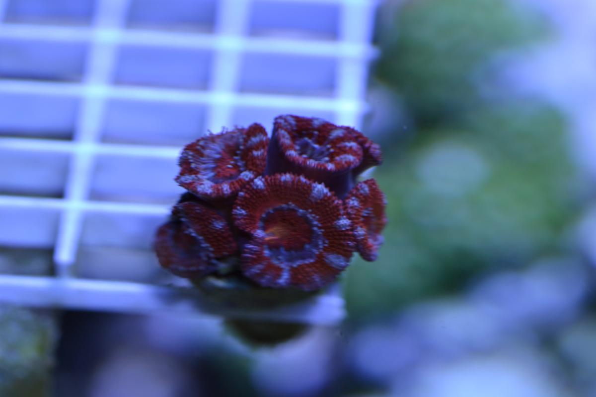 Grape Watermelon Chalice, Red Acan & More - Livestock - Austin Reef Club