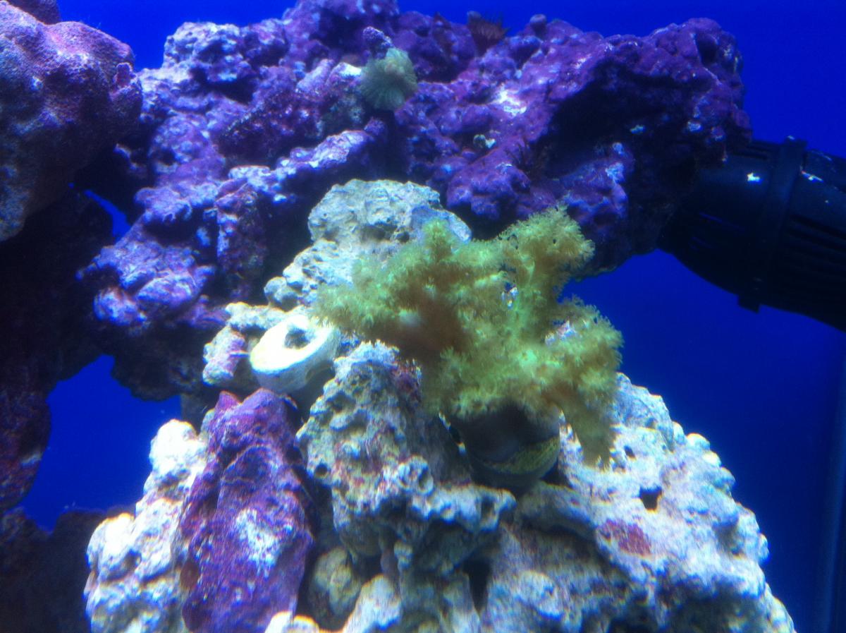 Neon Green Palau Nepthea - Livestock - Austin Reef Club