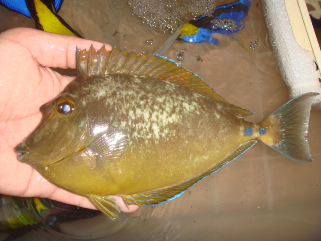 Unicorn Tang $30 - Livestock - Austin Reef Club