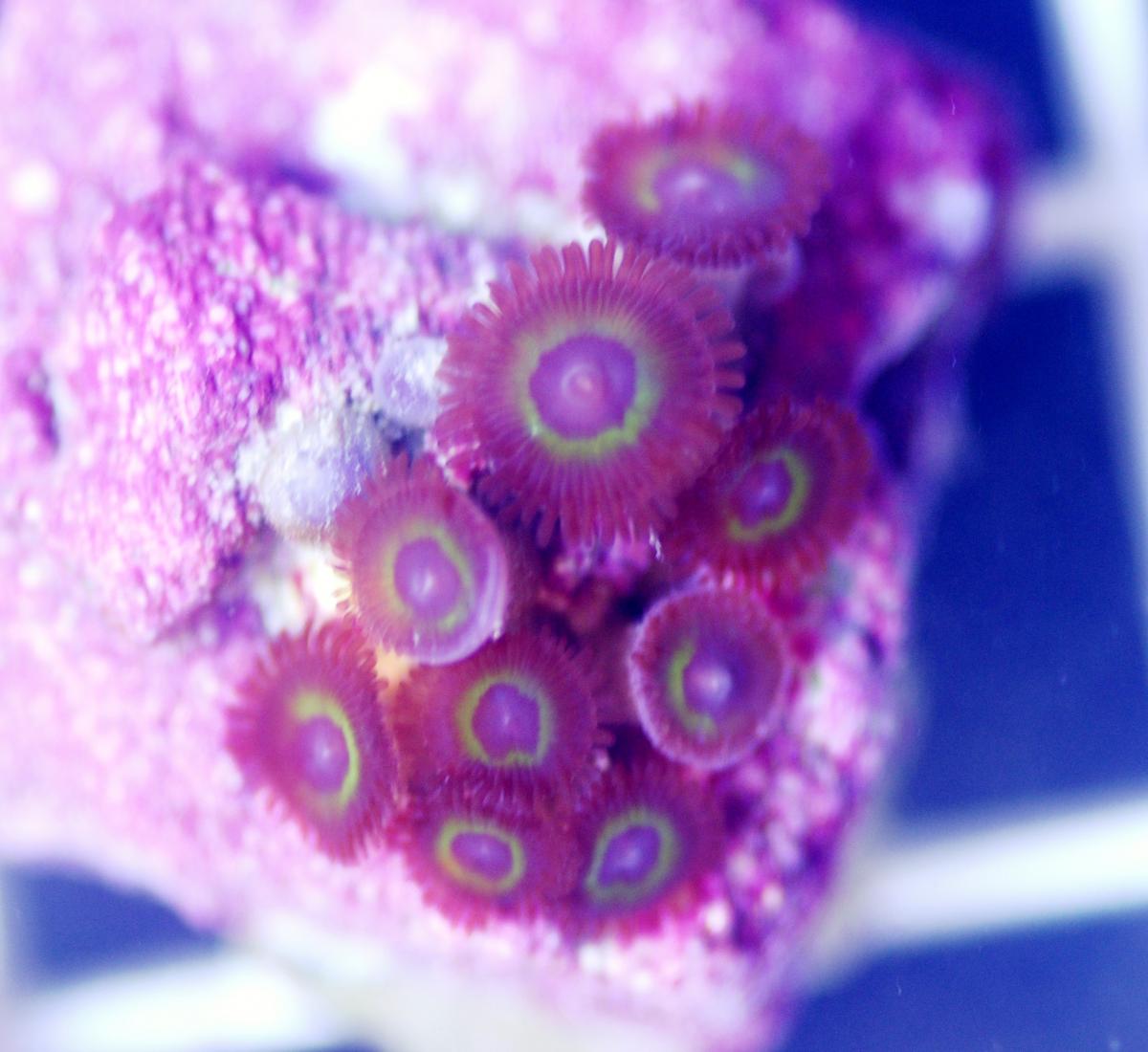 Assorted Zoas ~ War Coral ~ Ricordias - Livestock - Austin Reef Club