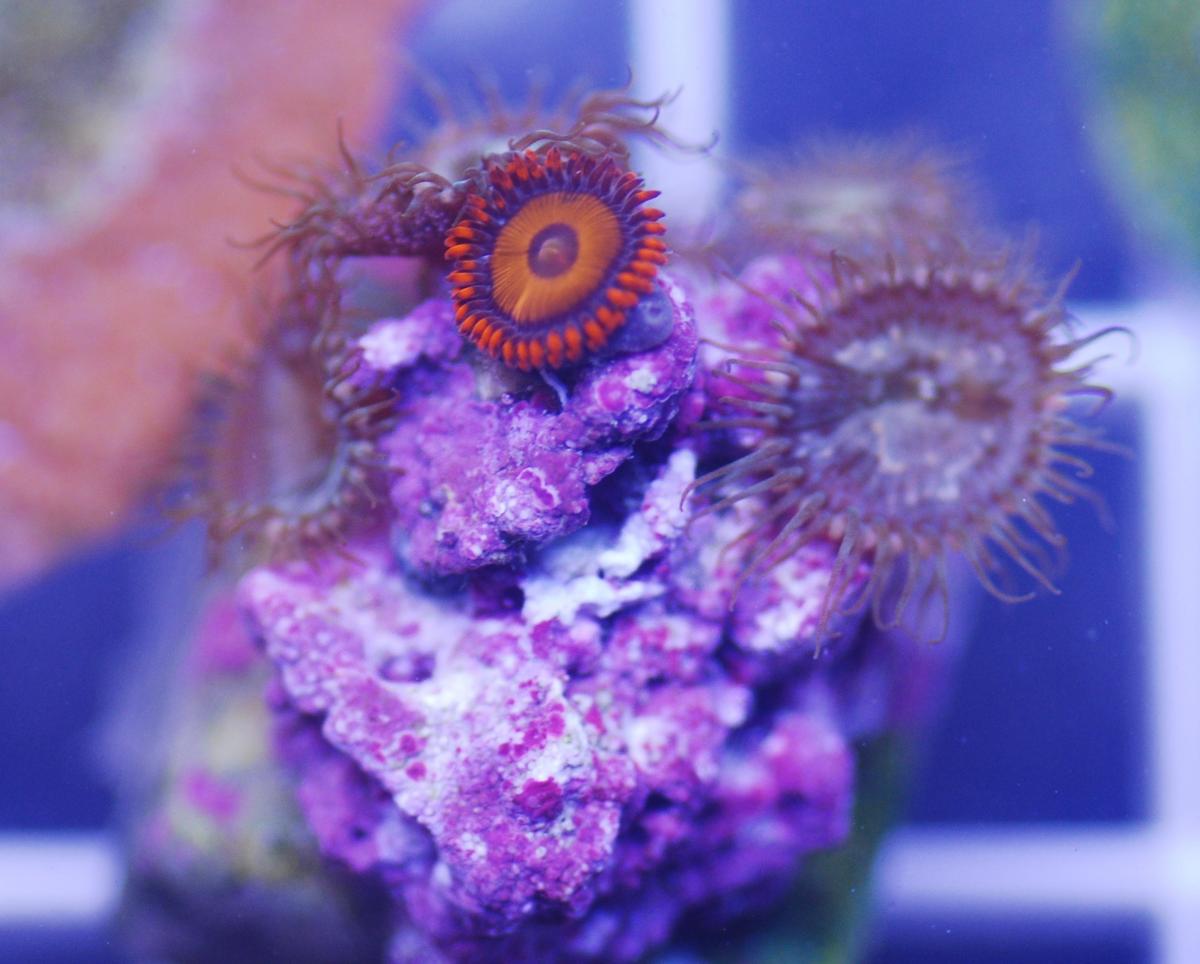Assorted Zoas ~ War Coral ~ Ricordias - Livestock - Austin Reef Club