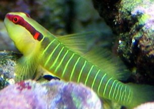 green banded goby 10$ - Livestock - Austin Reef Club